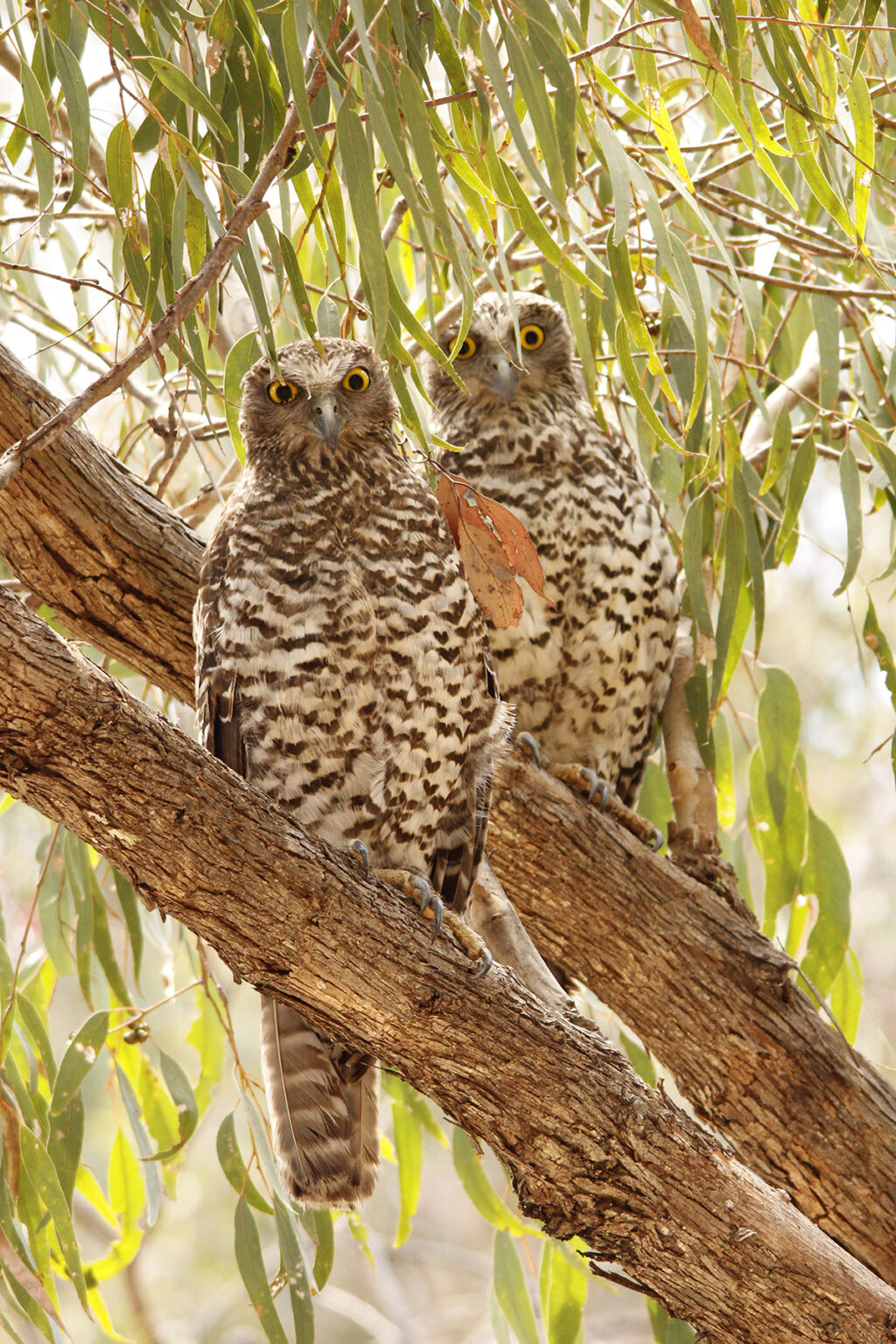 Natural Decisions » Making sense of woodland bird data
